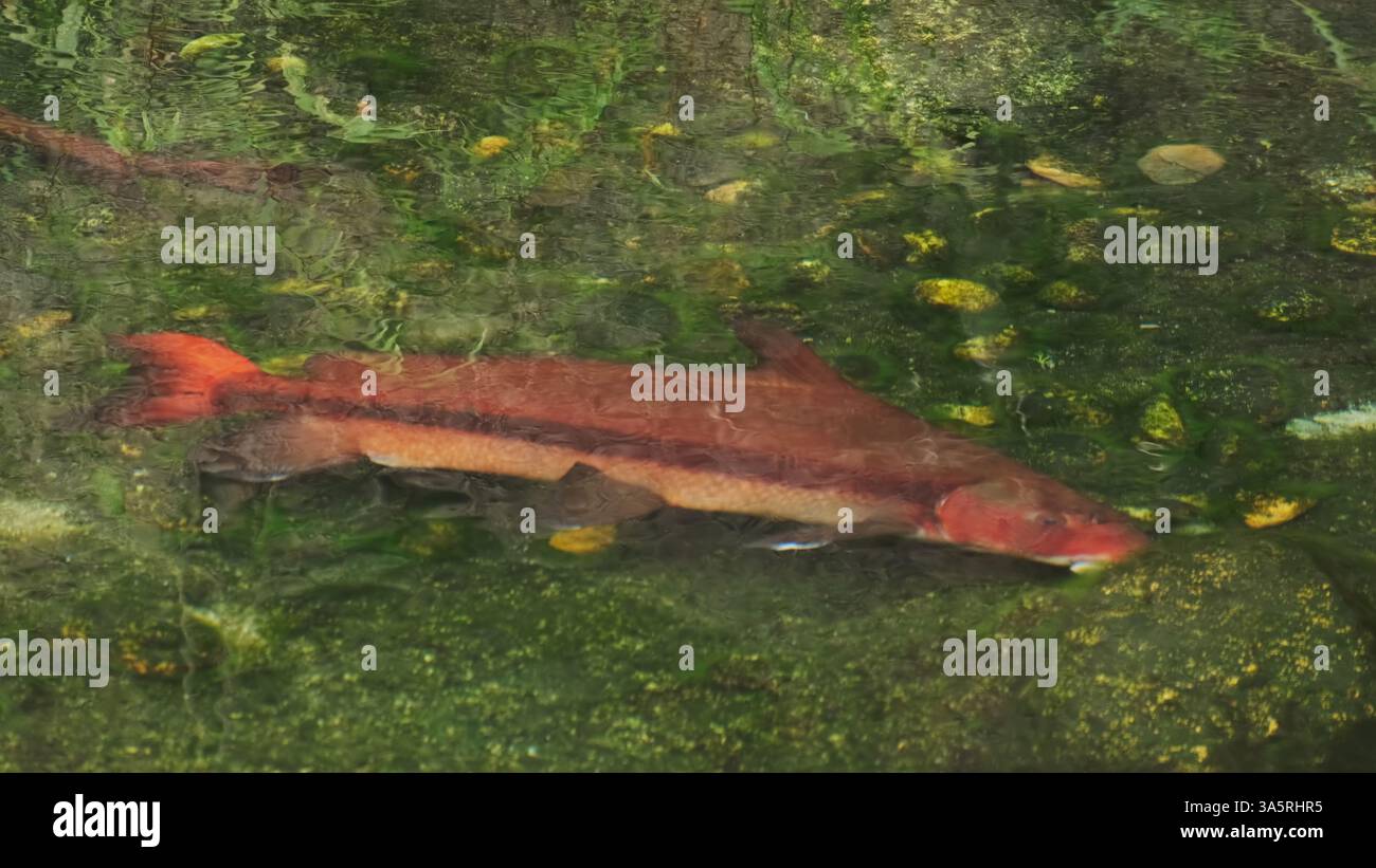 Red fish swimming underwater hi-res stock photography and images - Alamy