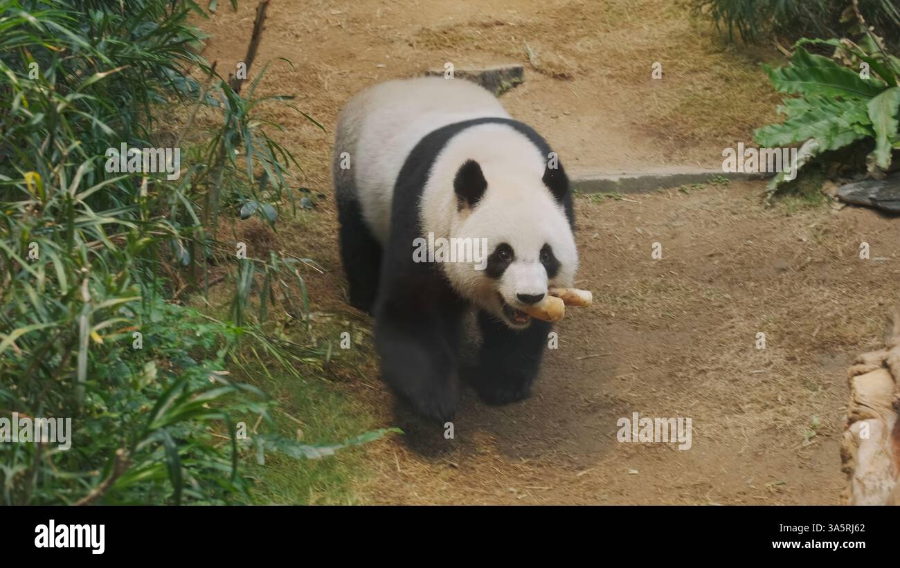 Cute giant panda bear walking Stock Photo - Alamy