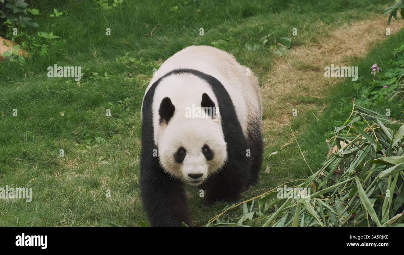 Cute giant panda bear walking Stock Photo - Alamy