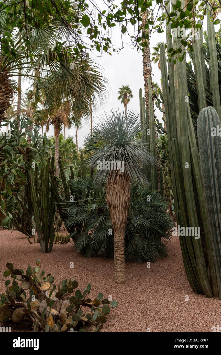 Exploring the diverse cactus garden in Marrakech, Morocco during a ...