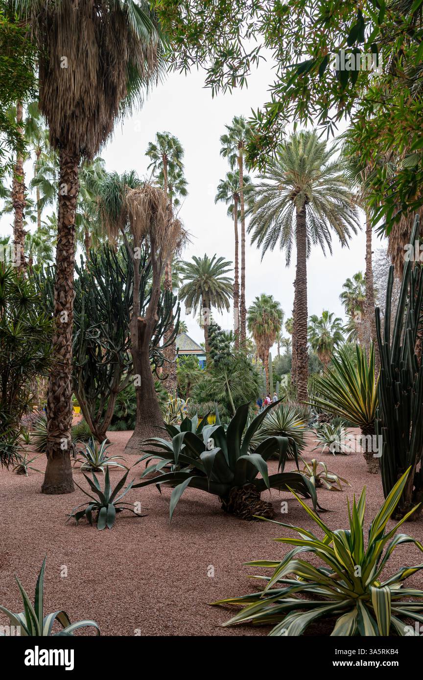 Vivid garden landscape showcasing palm trees and unique desert plants ...