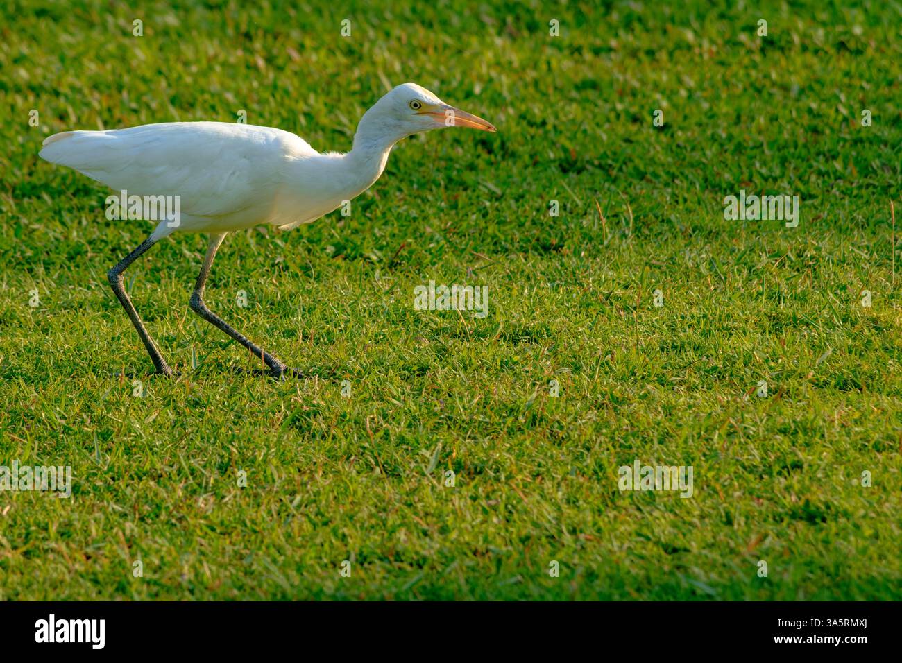 Slow motion wildlife scene capturing hi-res stock photography and ...
