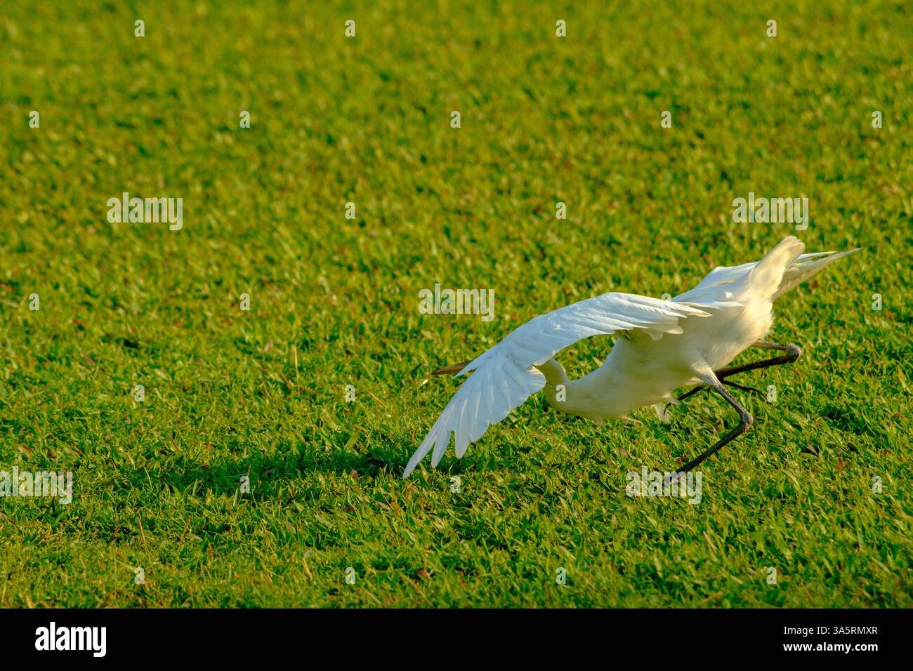 A stunning white egret stretching its wings while gracefully walking on ...