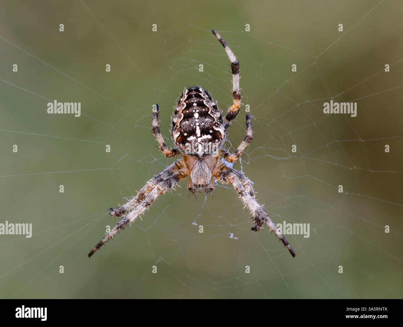 European Garden Spider, Orb Weaver, Araneus diadematus, adult on web ...