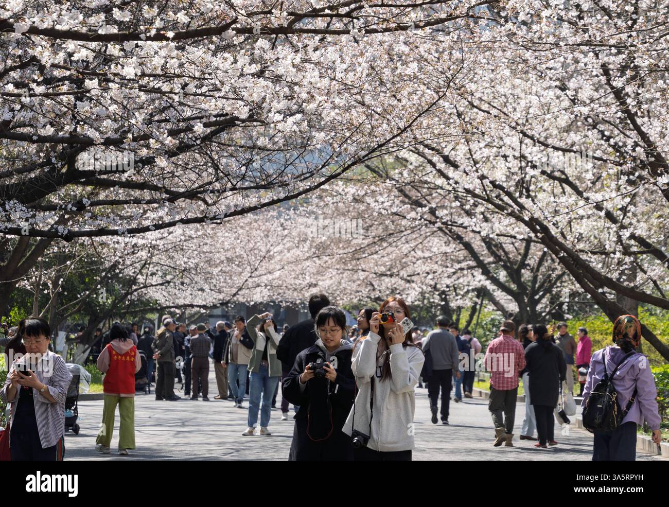 Cherry blossoms at Nanjing Forestry University attract people in ...