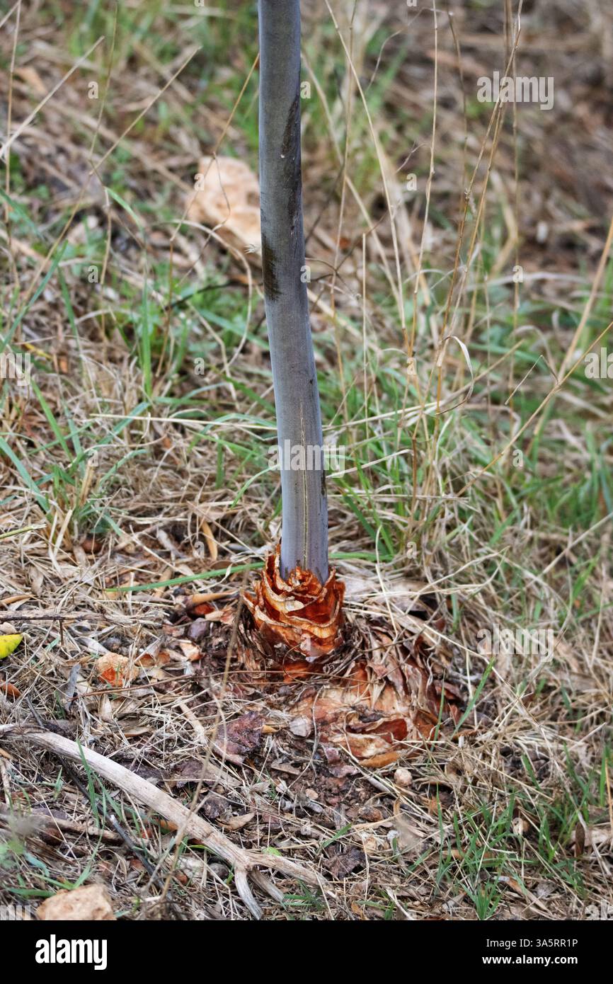 Sea Squill (Drimia maritima) plant and bulb Stock Photo - Alamy