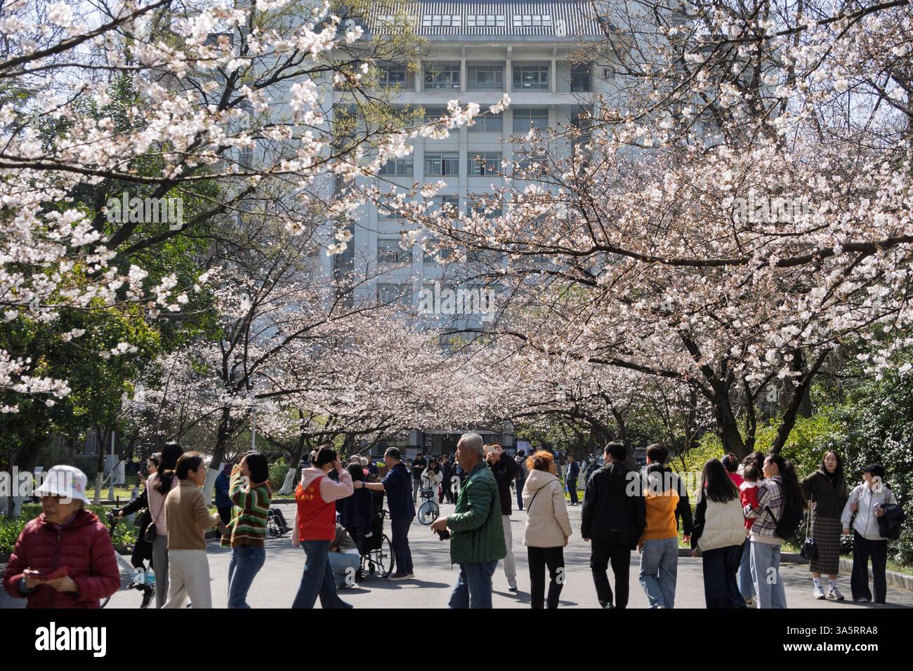 Cherry blossoms at Nanjing Forestry University attract people in Nanjing City, east China's ...