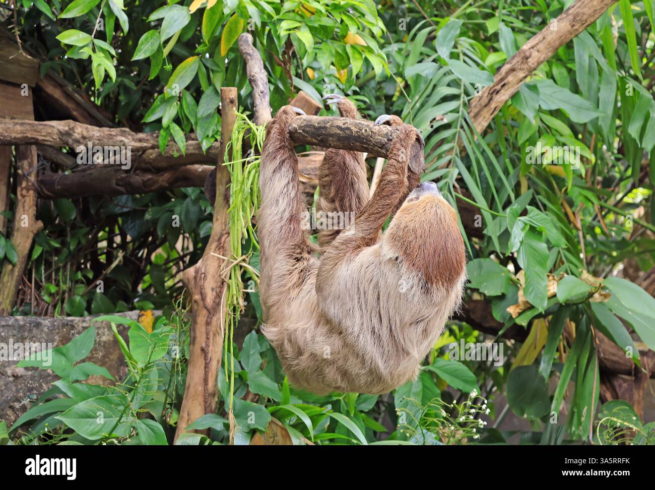 An adult Two-toed Sloth hanging upside down from the tree branch Stock ...