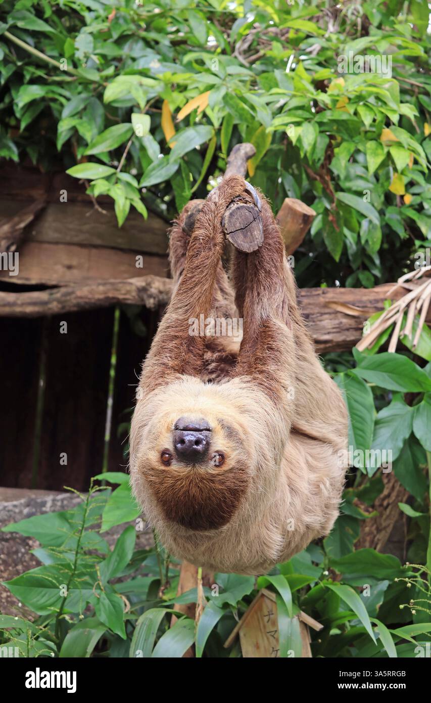 Beautiful adult Two-toed Sloth hanging upside down from the tree branch ...