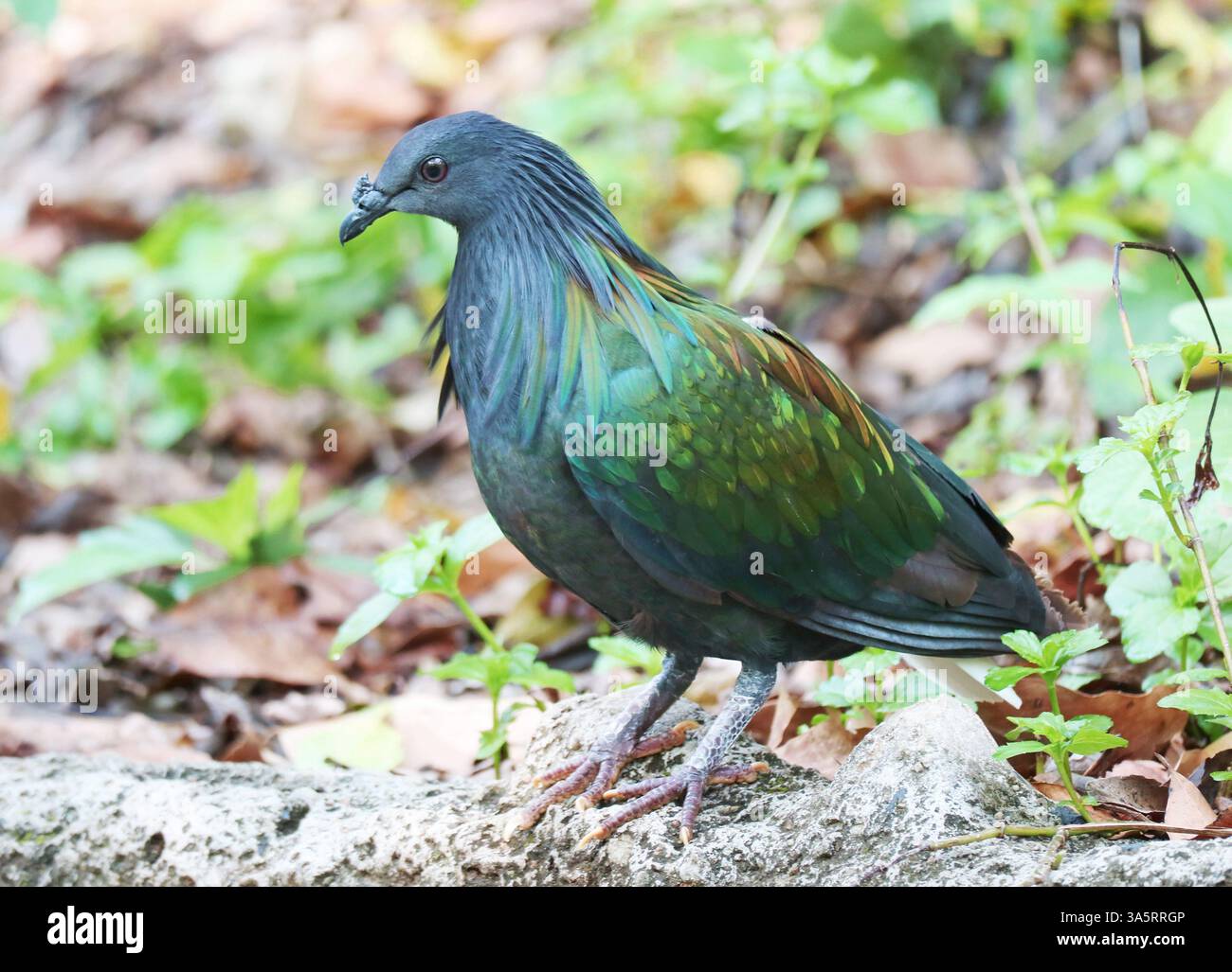 Nicobar Pigeon, a tropical bird with gorgeous iridescent plumage ...