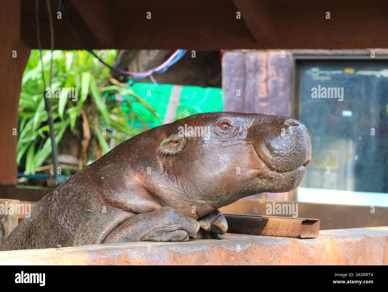 Curious Female Adult Pygmy Hippopotamus Climbing on her Enclosure Fence ...