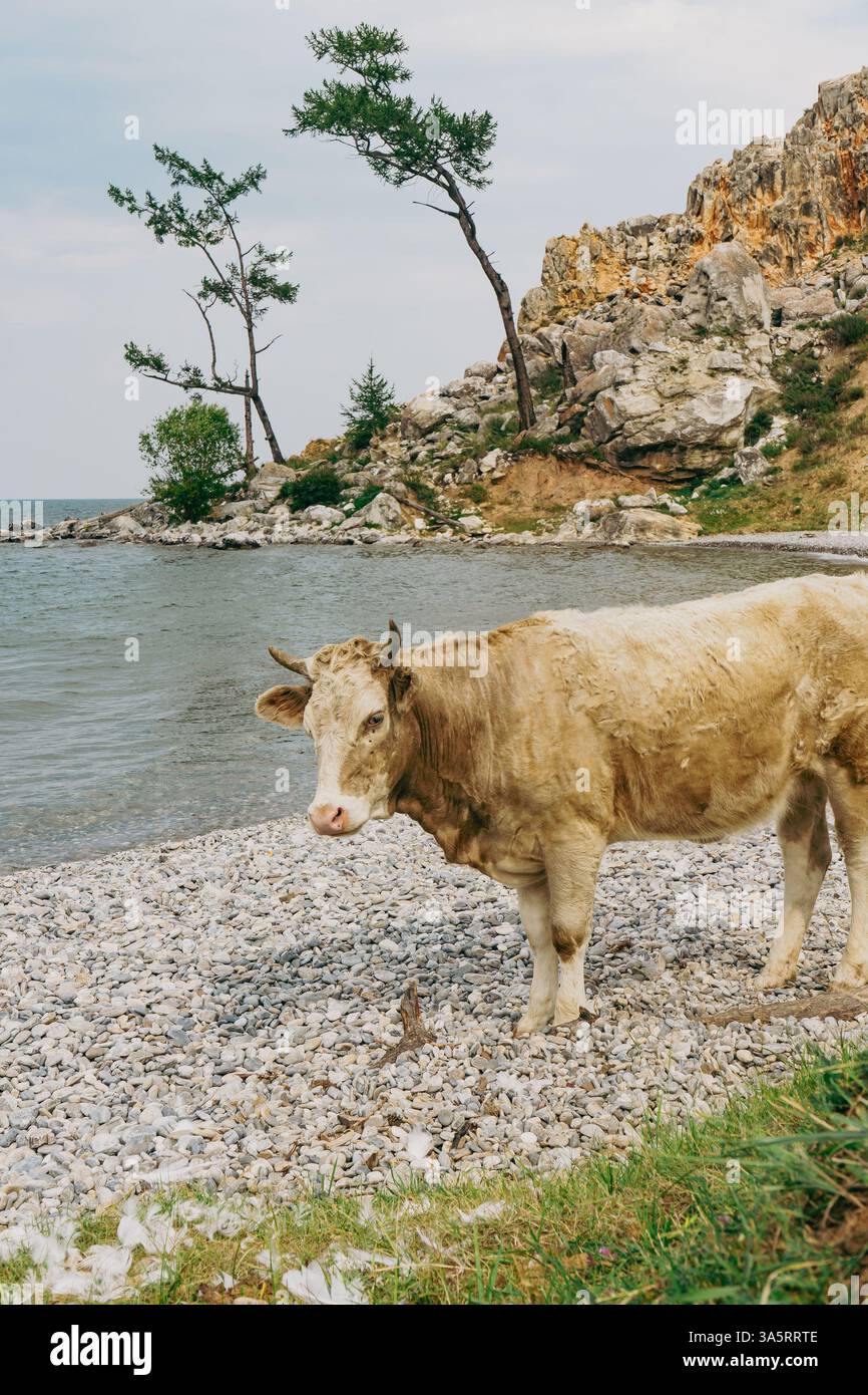 Brown cow on the shore of Lake Baikal, Olkhon Island Stock Photo - Alamy