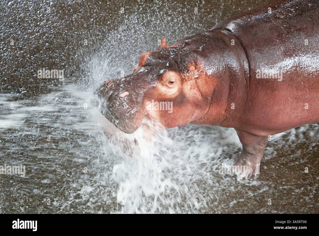 Beautiful adult Common Hippopotamus having fun with the high pressure ...