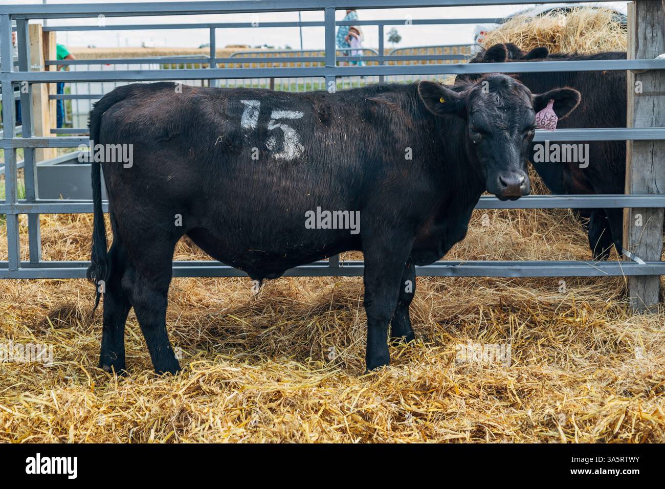 Black Angus calves in the open air Stock Photo - Alamy