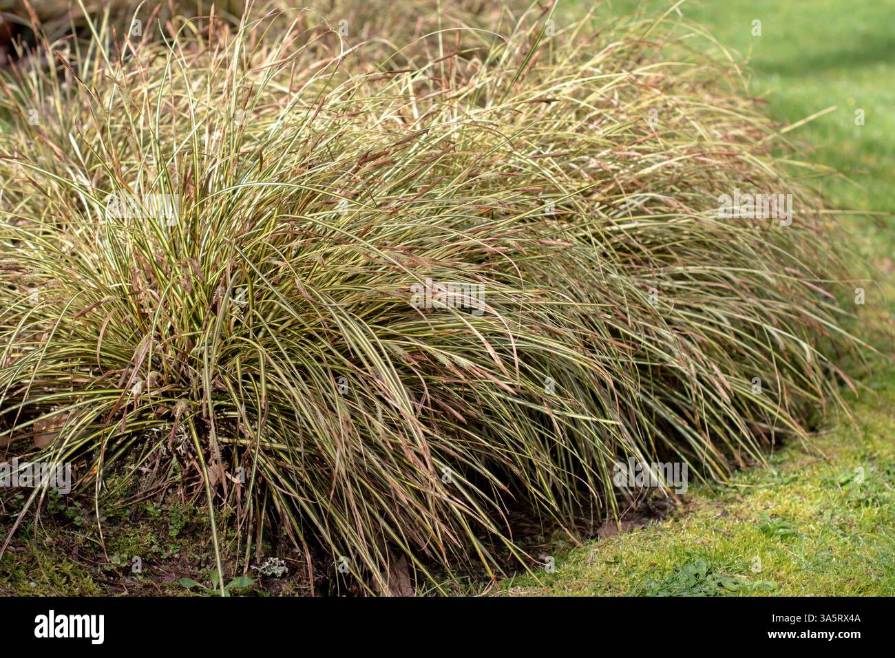 Carex oshimensis japanese sedge flowering hi-res stock photography and ...