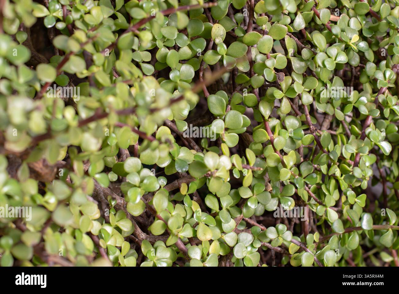 Portulacaria afra succulent plant in the family Didiereaceae. Elephant ...