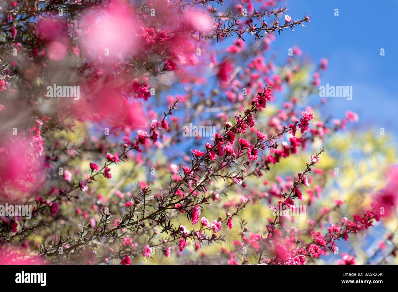 Manuka, leptospermum scoparium, manuka myrtle,New Zealand teatree or ...