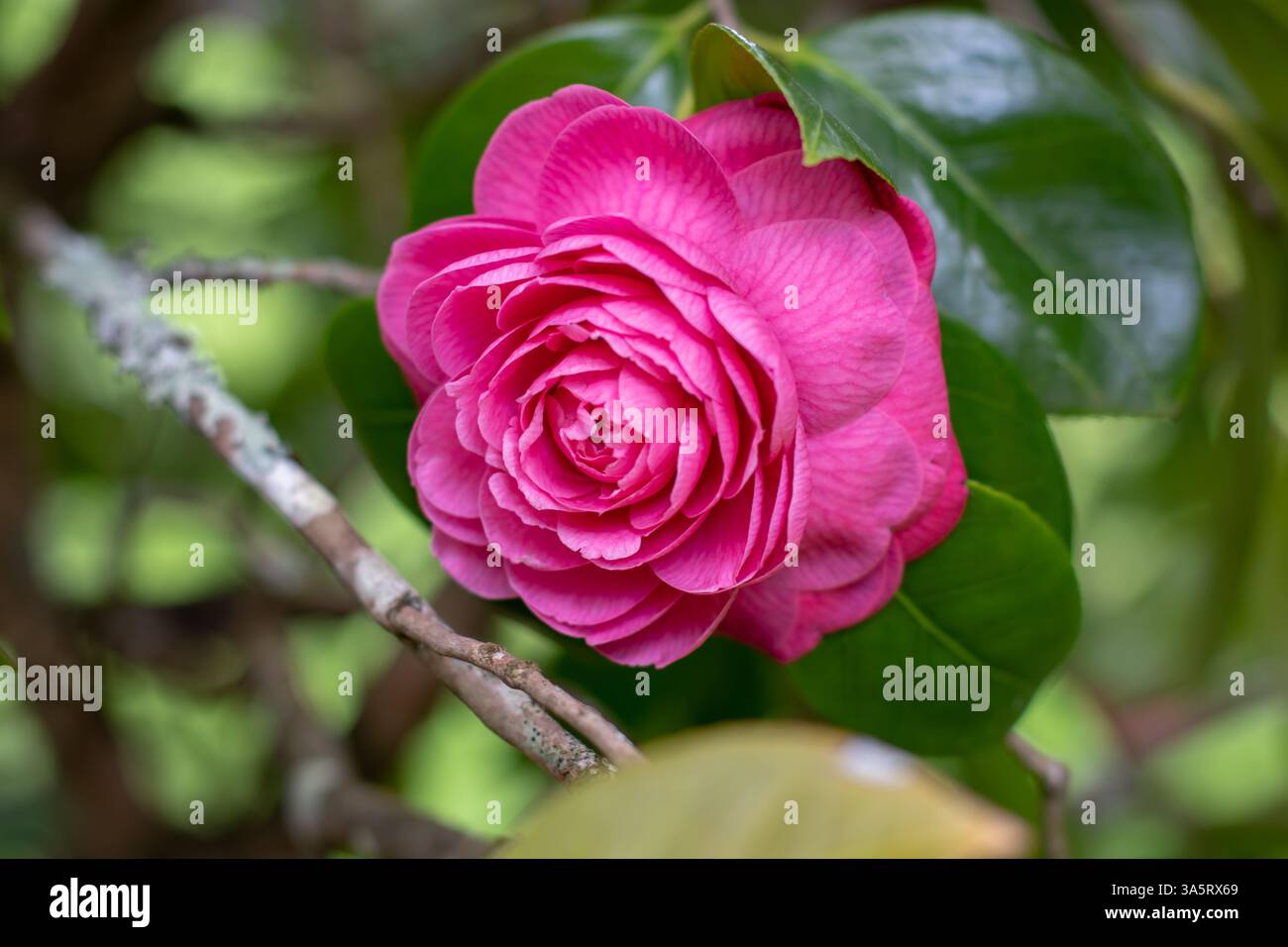 Camellia pink rose form flower and glossy green foliage. Camellia ...