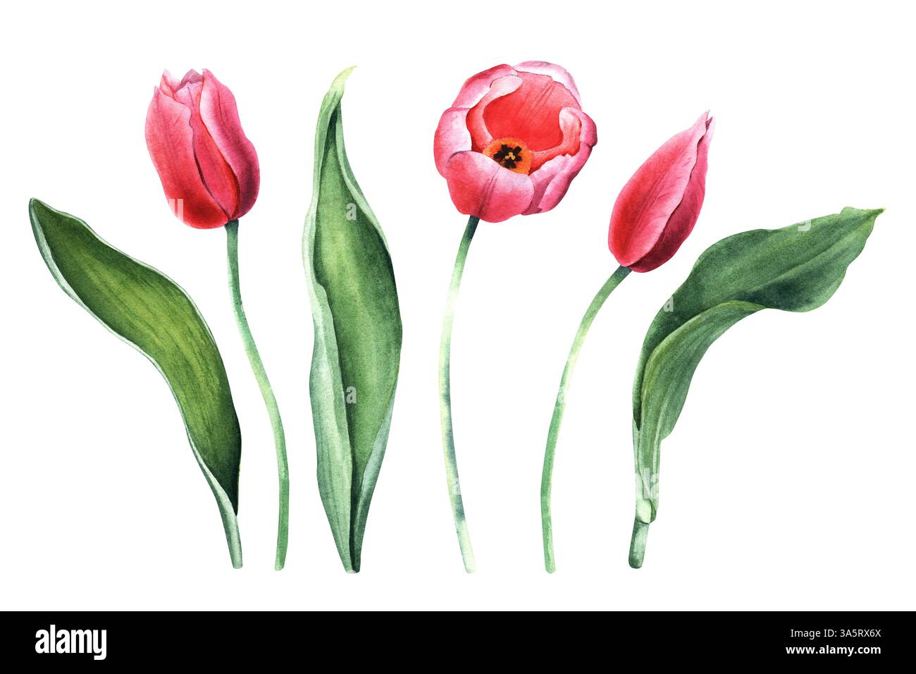 A set of pink tulips, buds and leaves. Hand drawn botanical watercolor ...