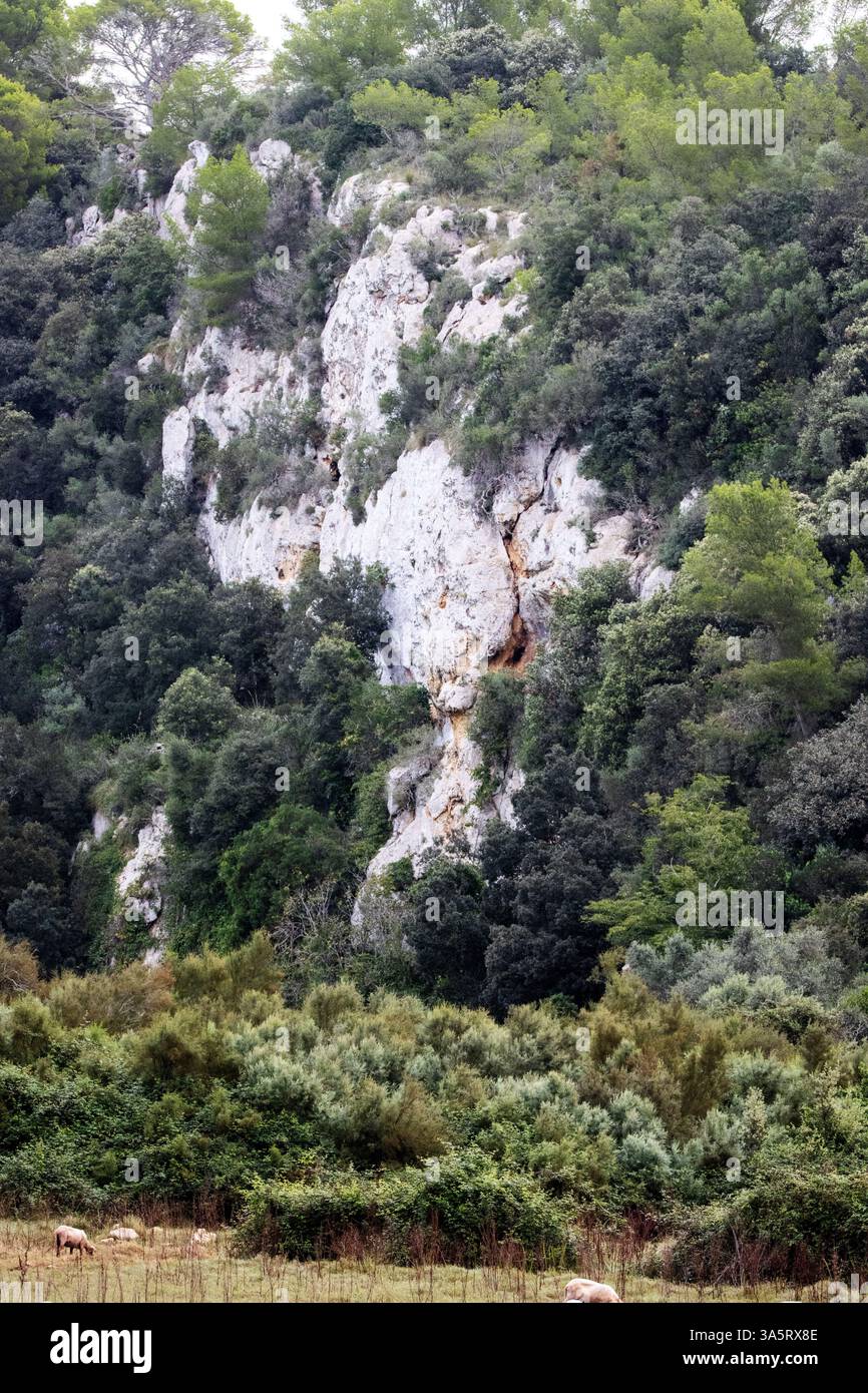 typical canyon gorge rock cliff face with green trees in Menorca Stock ...