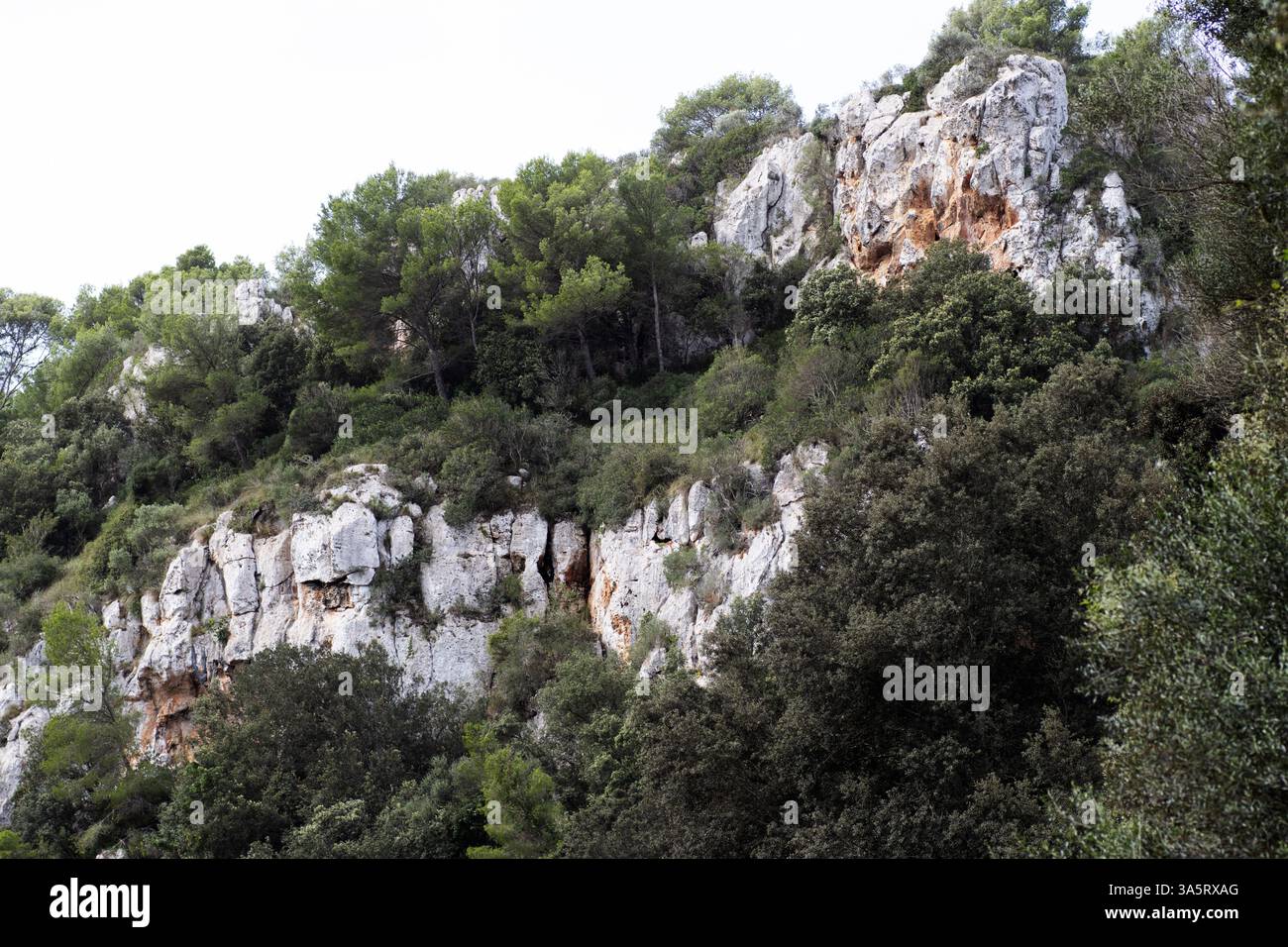 typical canyon gorge rock cliff face with green trees in Menorca Stock ...