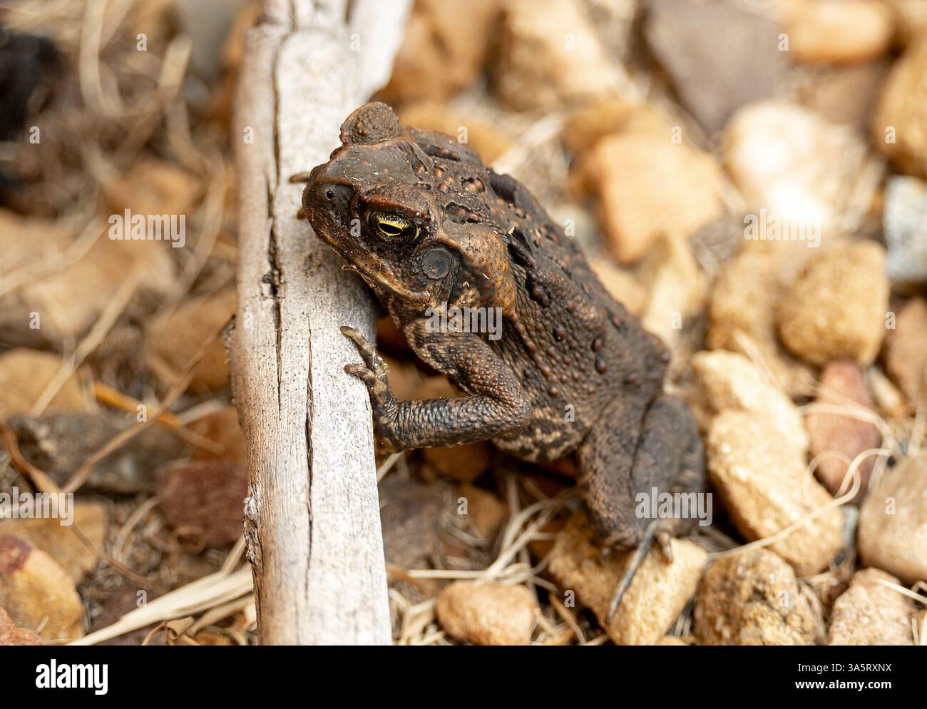Feral cane toad, rhinella marina, in Queensland garden. Side view on ...