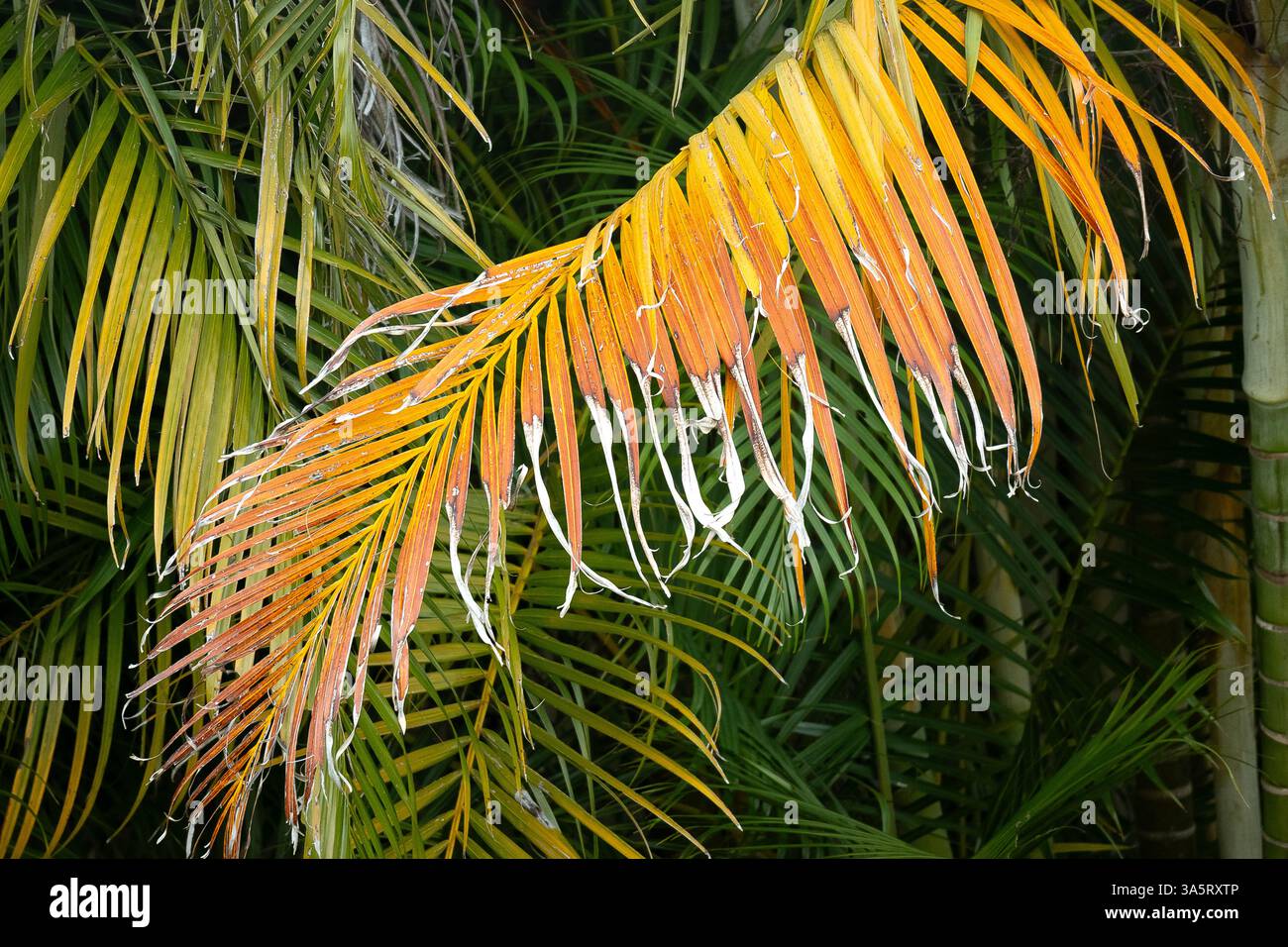 Multi-coloured dying palm frond hanging from Bangalow palm in ...