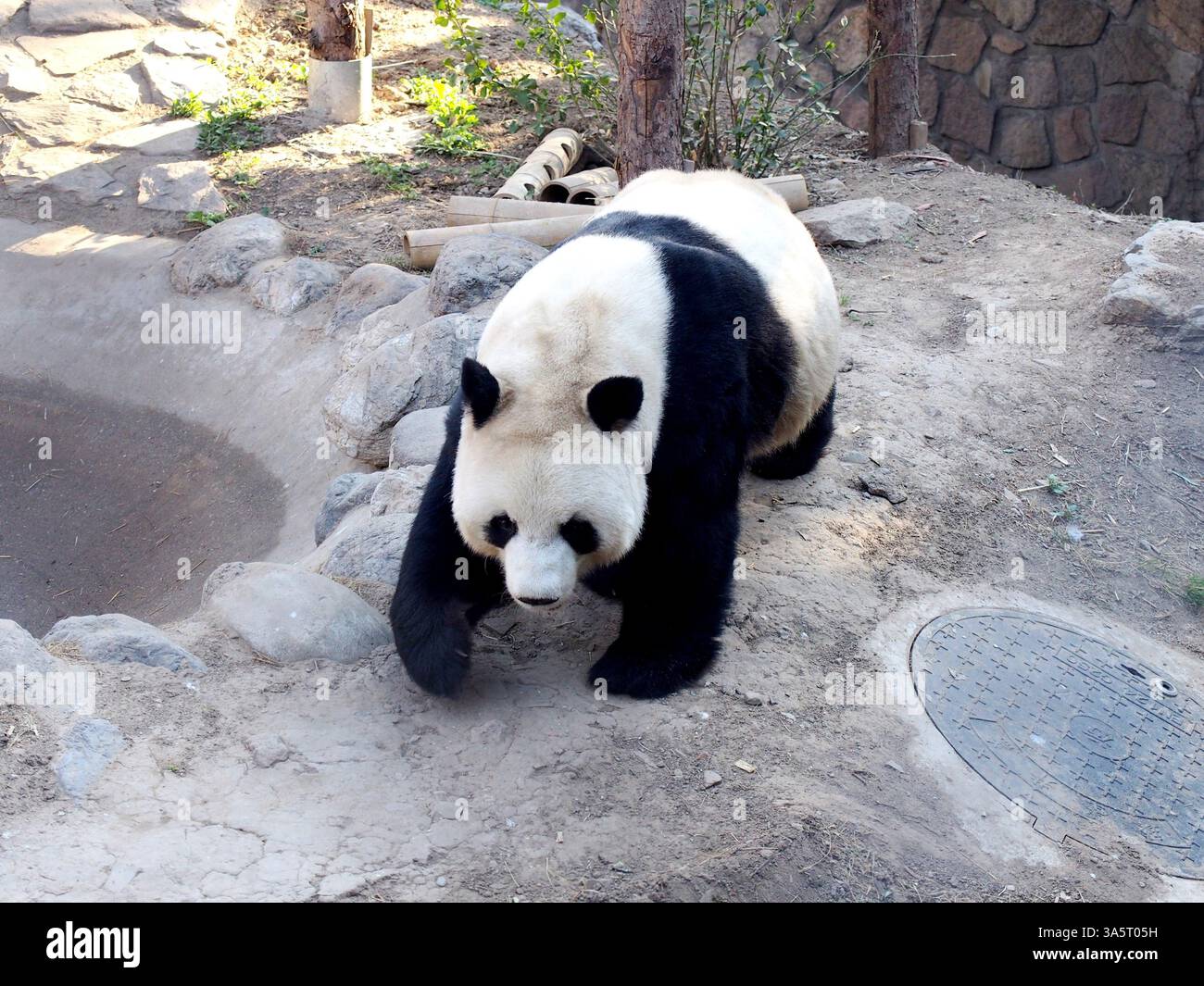 Giant pandas enjoy spring time at Beijing Zoo, Beijing, China, 21 March ...