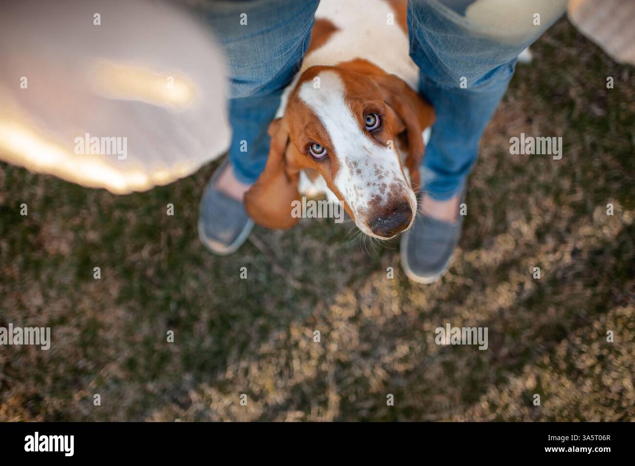 Basset hound dog looking up between owners legs with cute expression ...