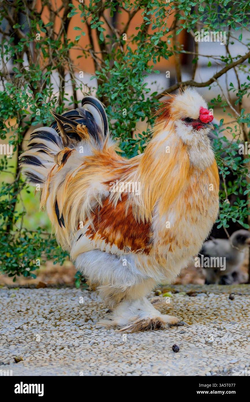 A brahma chicken, an American breed of chicken Stock Photo - Alamy