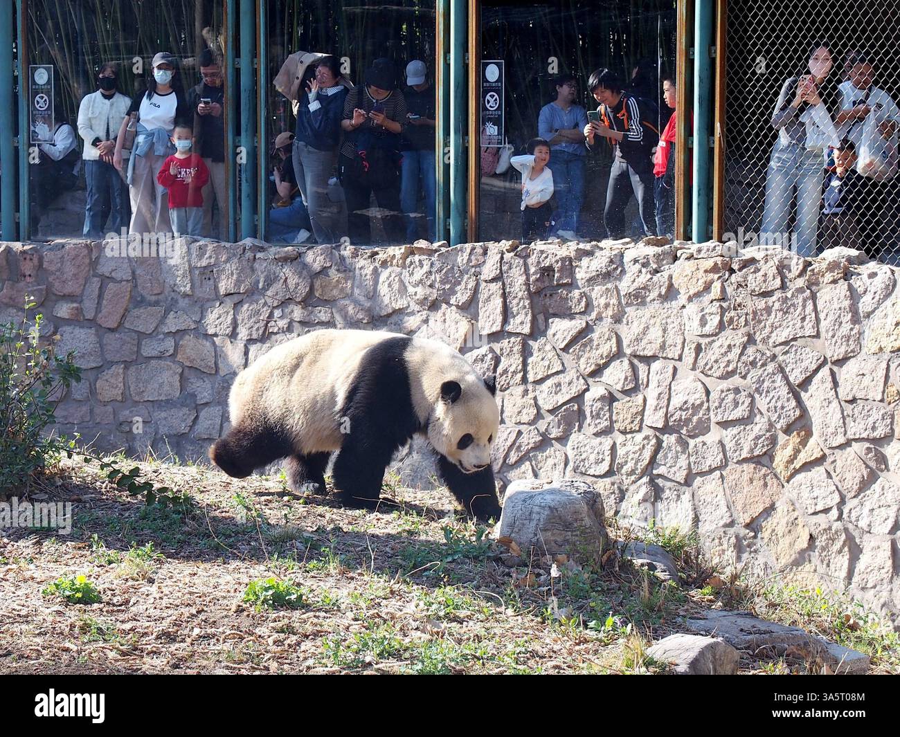 Giant pandas enjoy spring time at Beijing Zoo, Beijing, China, 21 March ...