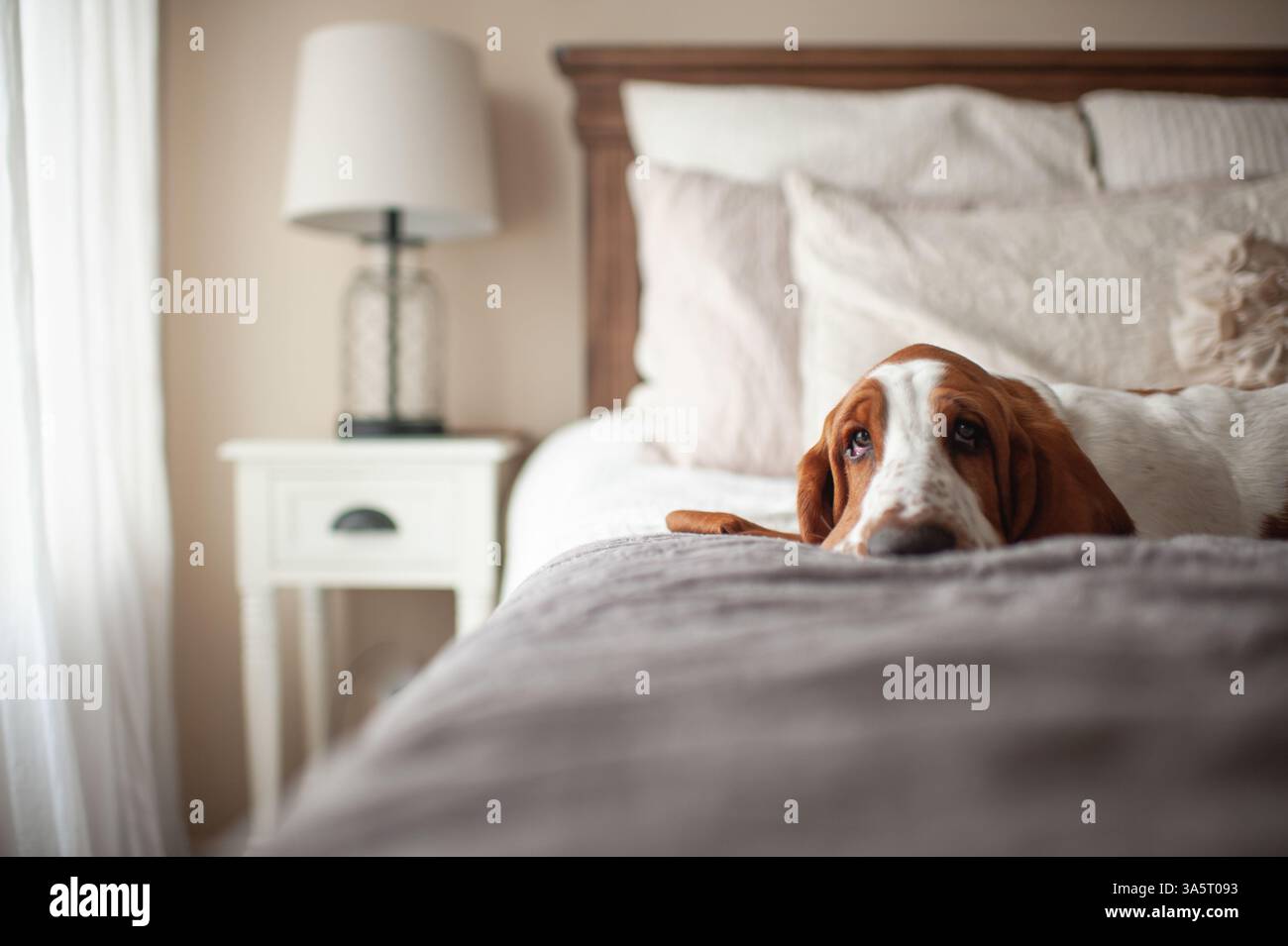 Basset hound dog laying on neutral bed looking with sad expression ...