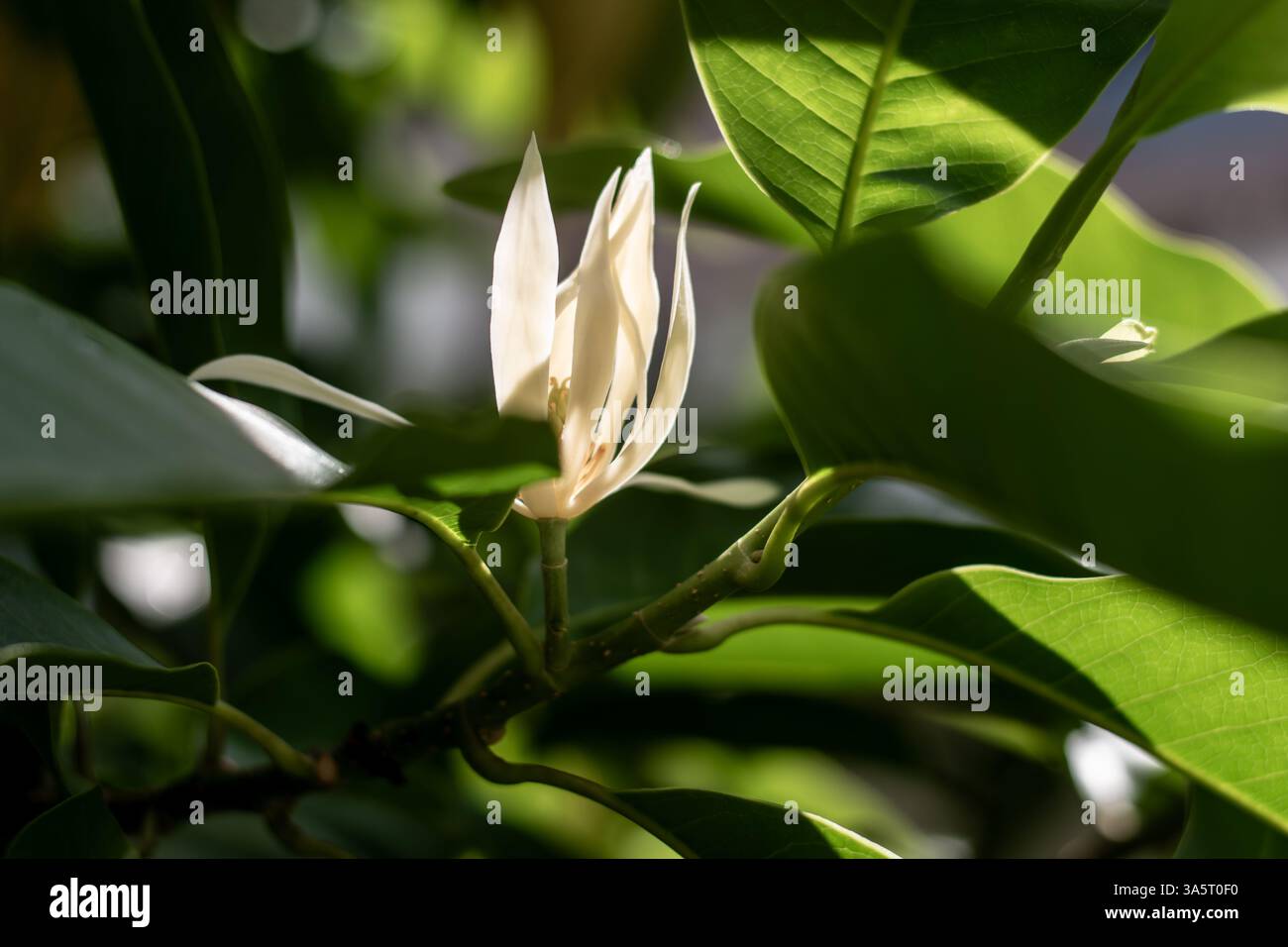 Magnolia champaca hi-res stock photography and images - Alamy