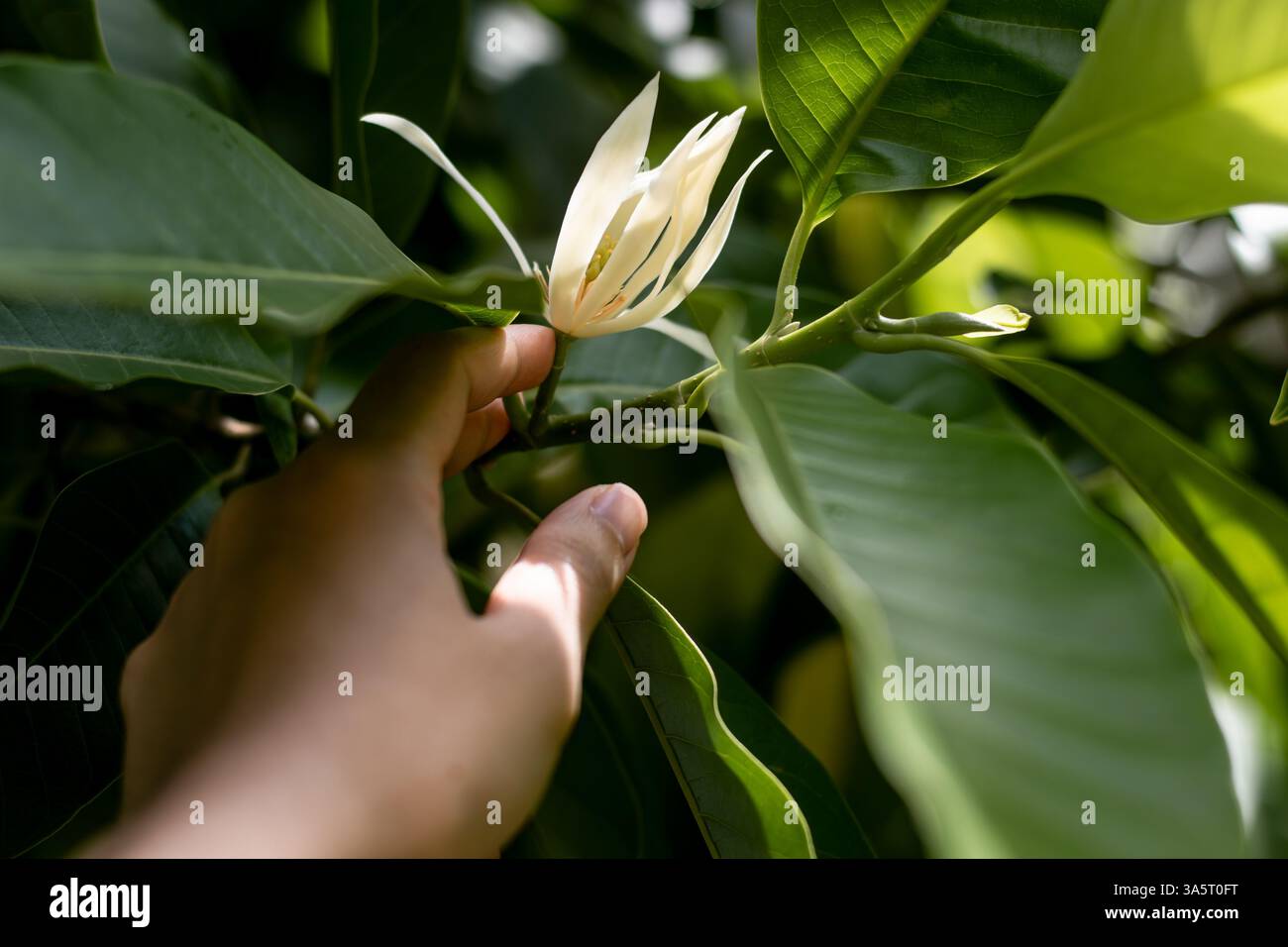 Closeup of Hand Picking White Champaca Flower Stock Photo - Alamy