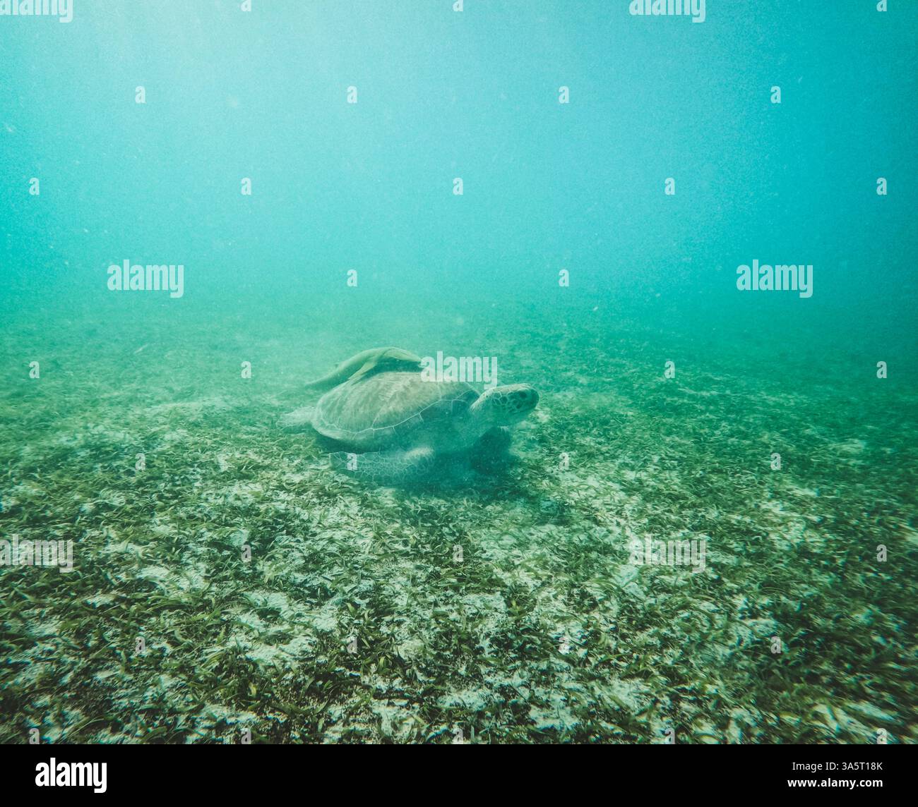 Sea turtle with fish on back swims on grass bed in Virgin Islands Stock ...