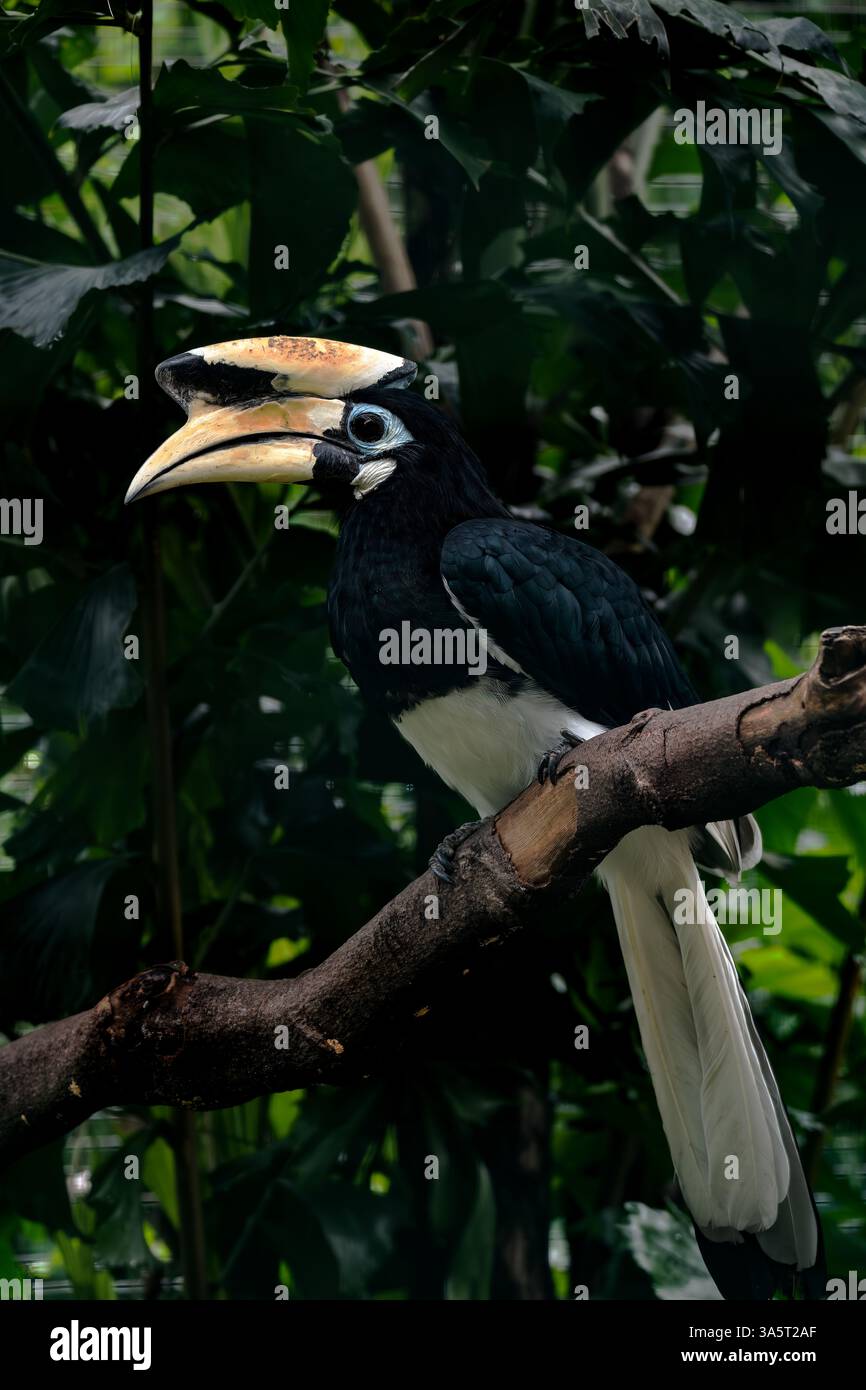 Portrait of the Palawan Hornbill perching on tree Stock Photo - Alamy