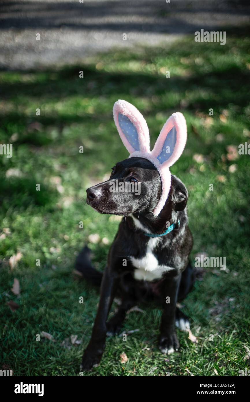 Easter bunny costume hi-res stock photography and images - Alamy