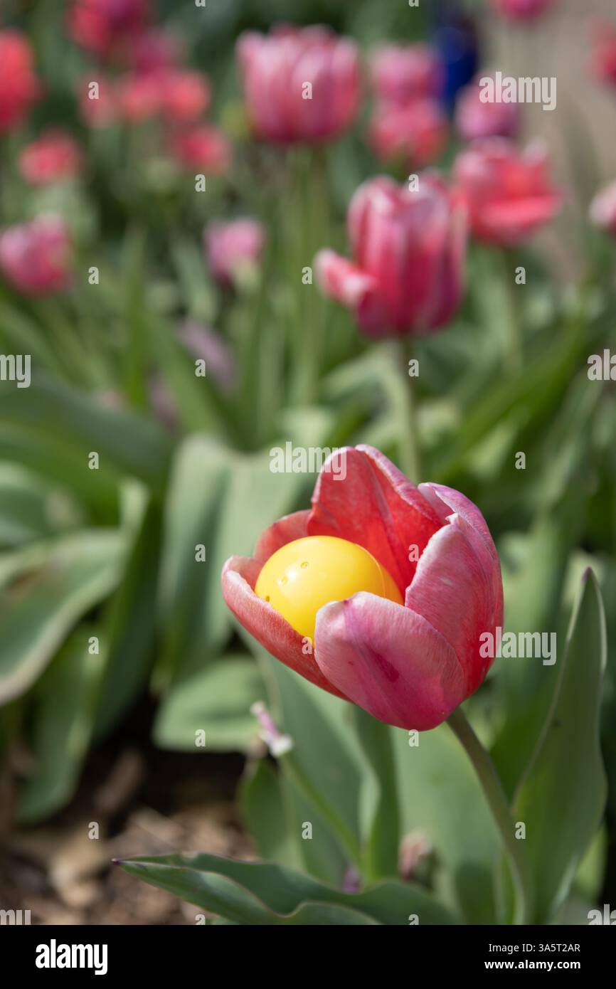 Vibrant Easter egg hidden inside petals of pink tulip Stock Photo - Alamy