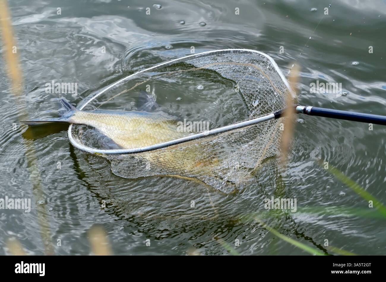 Big bream in a fishing net in water Stock Photo - Alamy