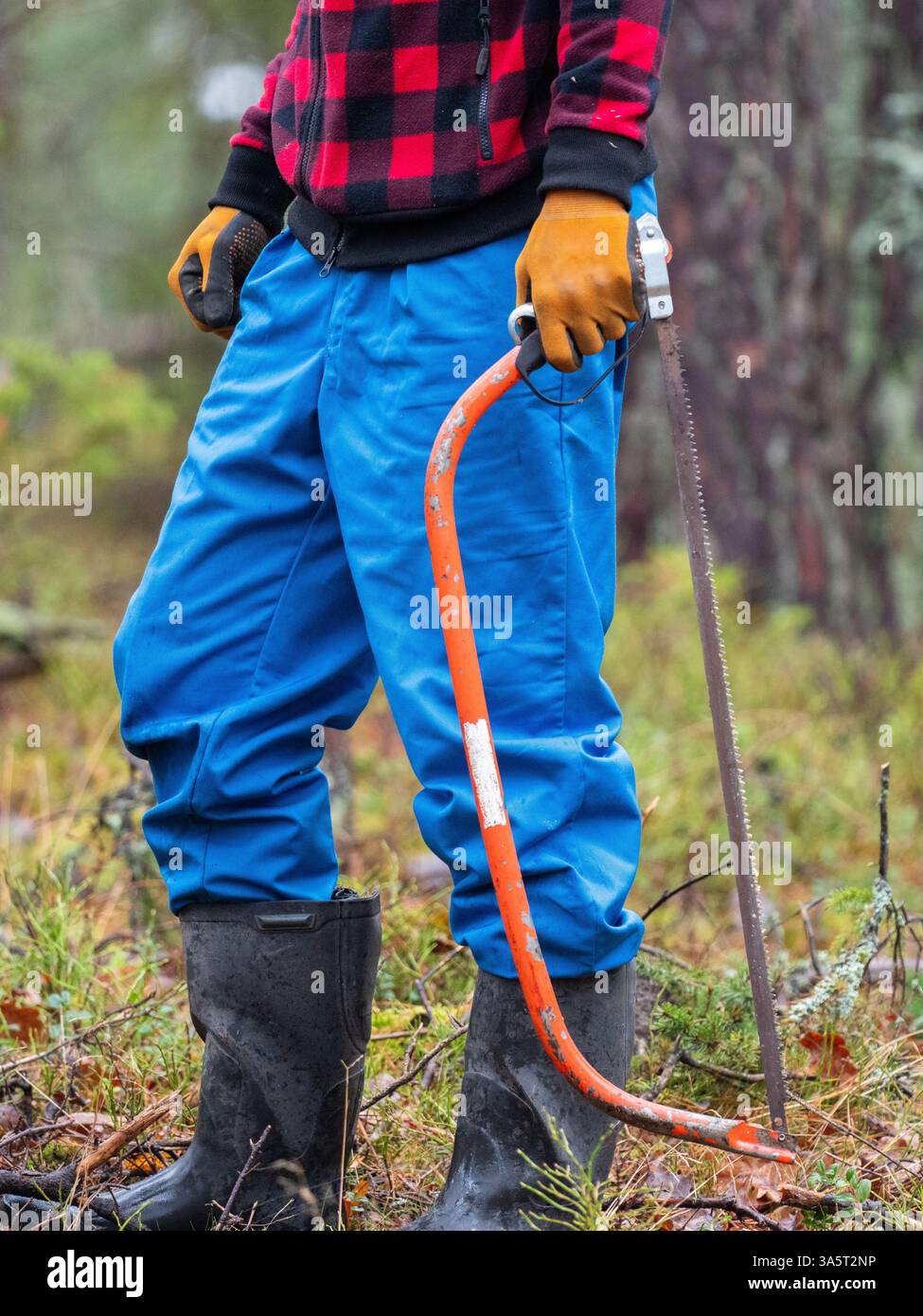 Swedish Man Lumberjack Doing Forestry Work Stock Photo - Alamy