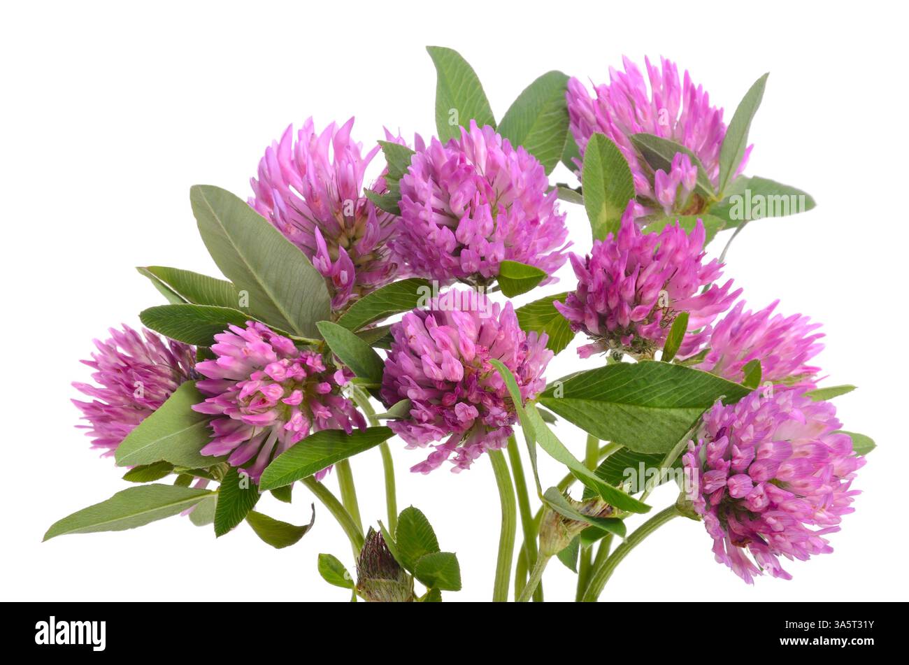 White clover in grass Cut Out Stock Images & Pictures - Alamy