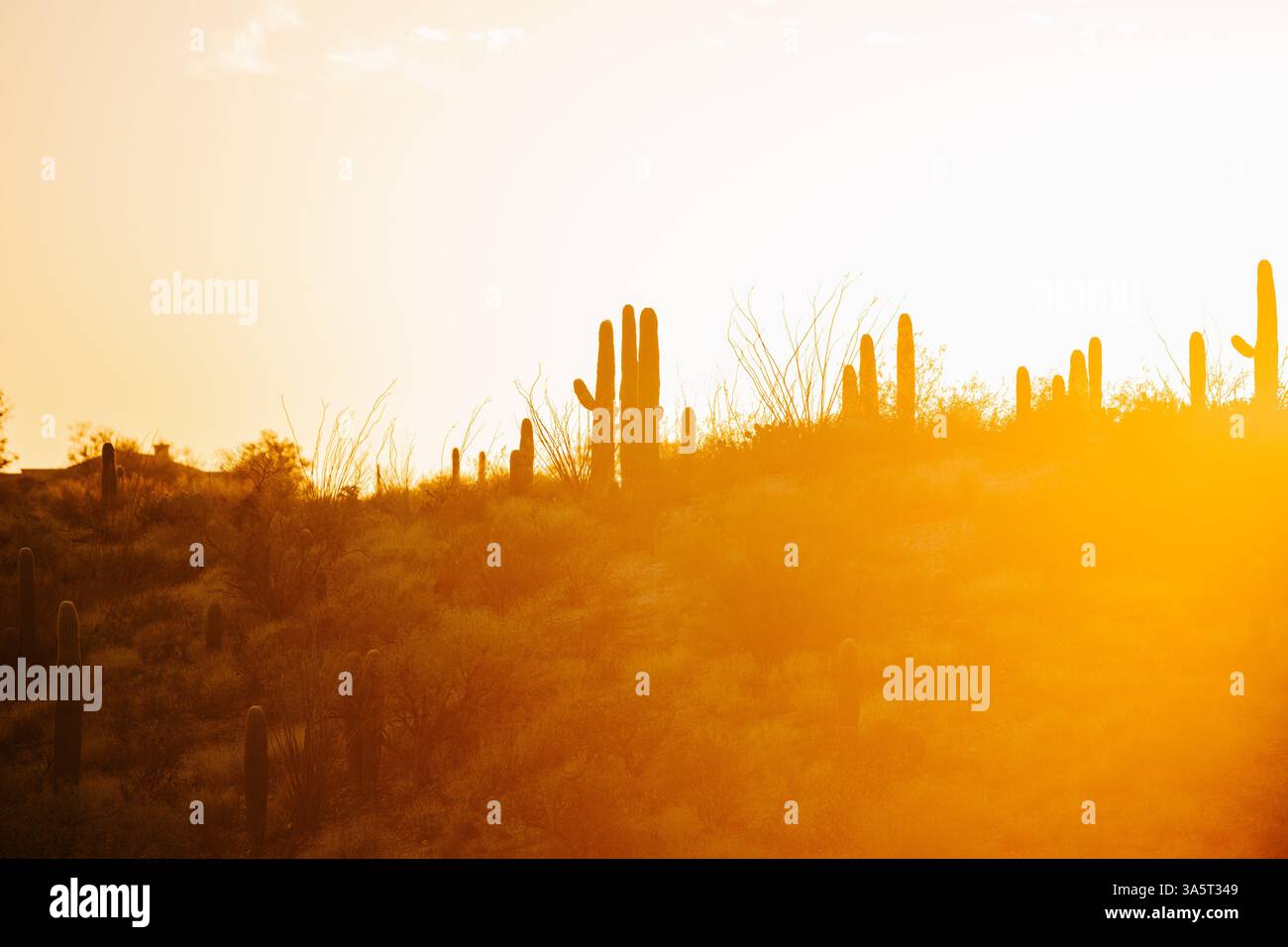Saguaro Cacti Panorama in National Park in Tucson, Arizona at Sunset ...