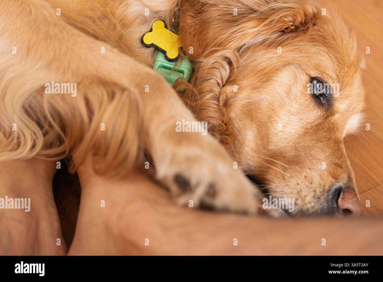 Golden Retriever Resting on the Floor Gently Touching Its Owner’s Feet ...