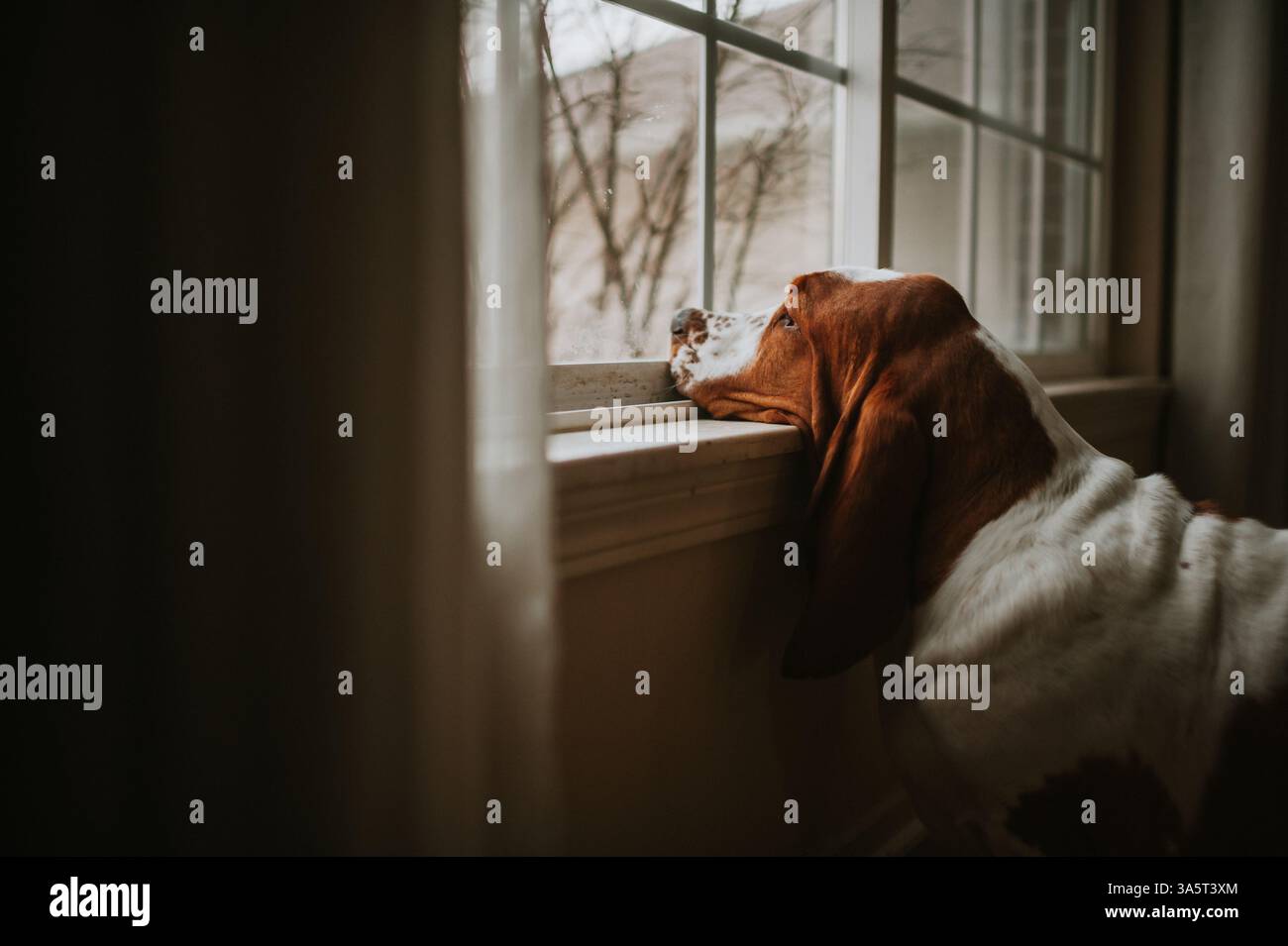 Nose pressed against window hi-res stock photography and images - Alamy