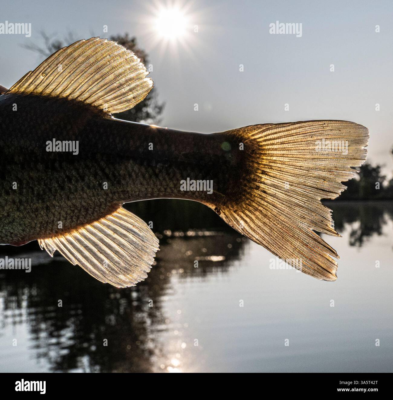 Dink pond hi-res stock photography and images - Alamy