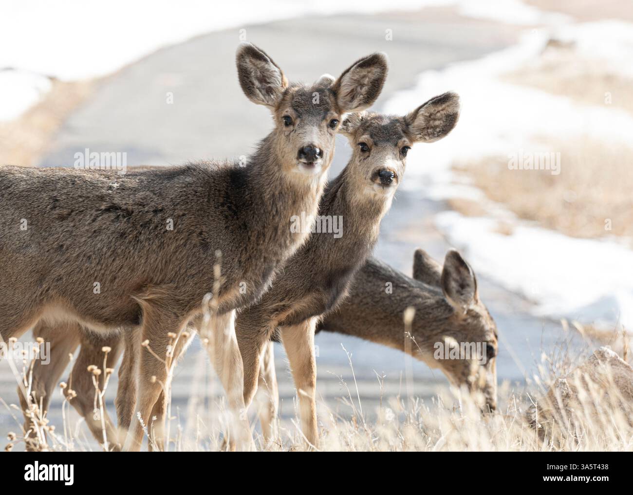 Frost alert hi-res stock photography and images - Alamy