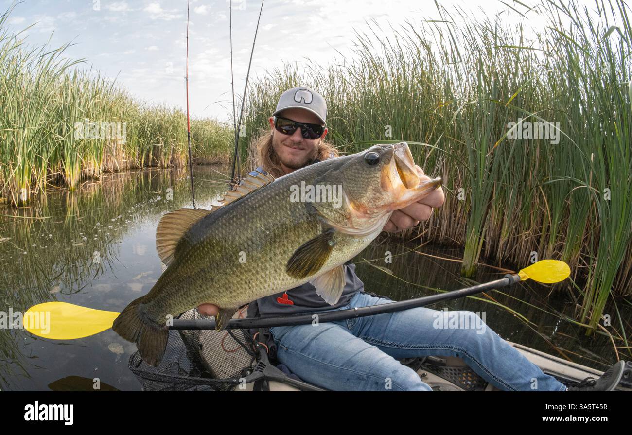 Man holds up largemouth bass Stock Photo - Alamy
