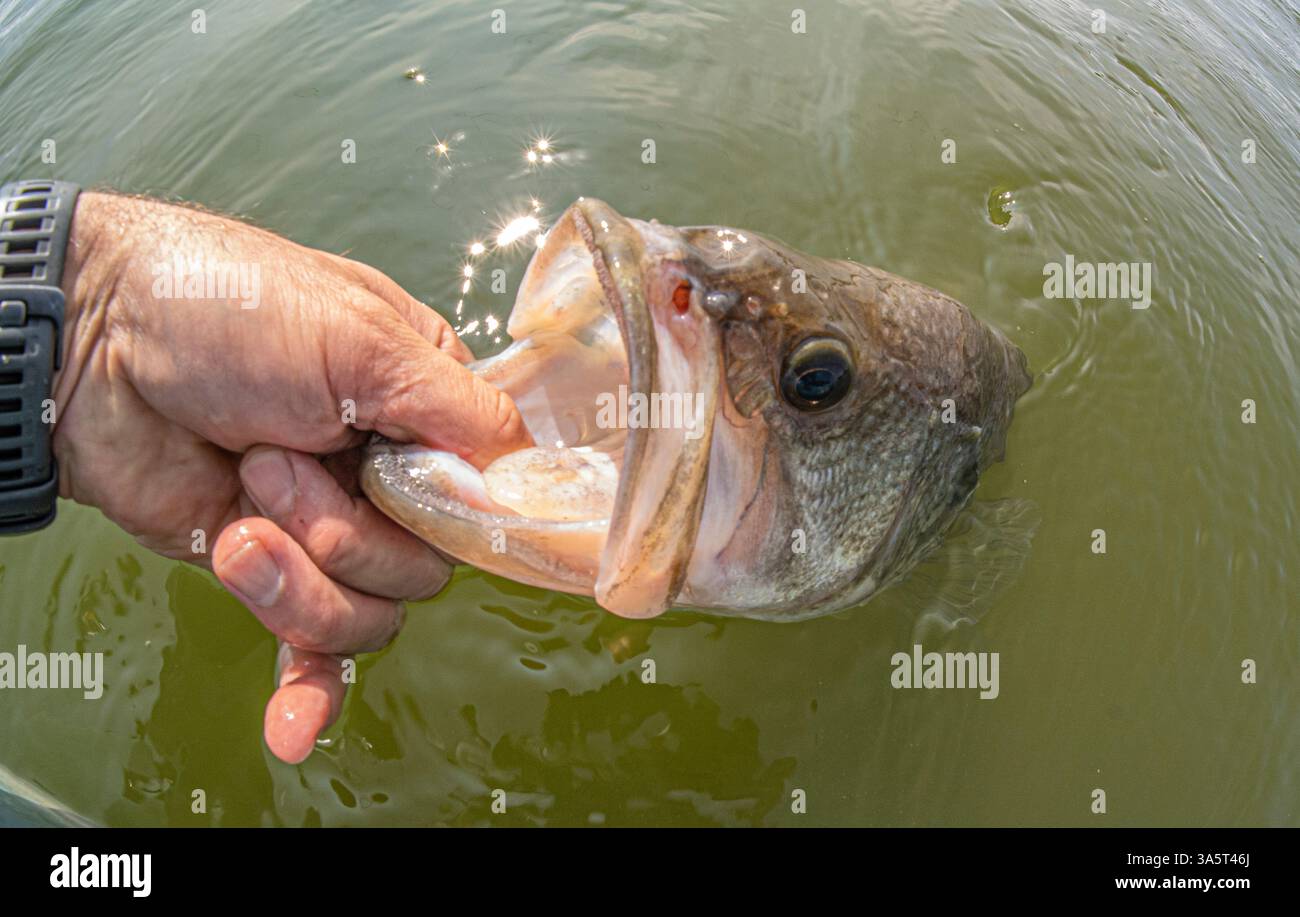 Large Mouth Bass release North Dakota Stock Photo - Alamy