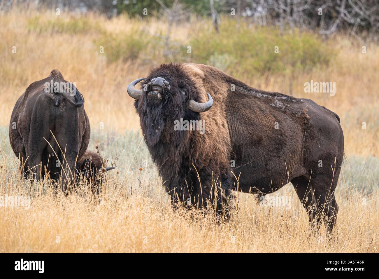 Bison mating hi-res stock photography and images - Alamy