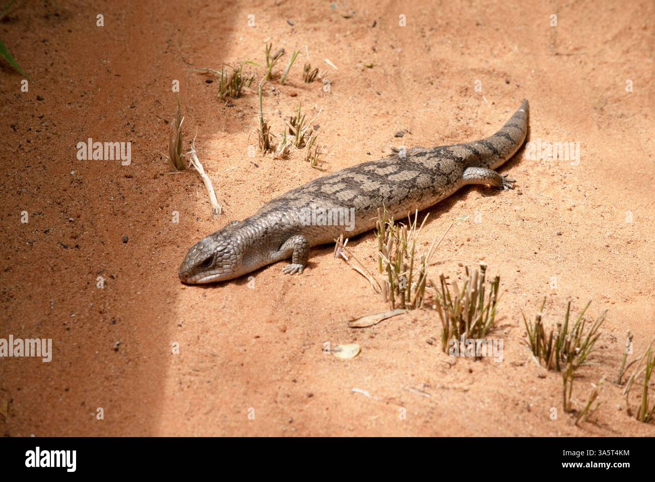 Blue tongued lizards have silvery grey smooth scales, with distinct dark stripes running across ...
